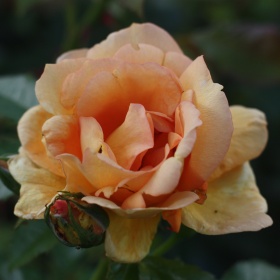 Pargiroosid @ Roosoja talu