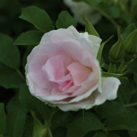 Pargiroosid @ Roosoja talu