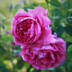 Pargiroosid @ Roosoja roosiistikud